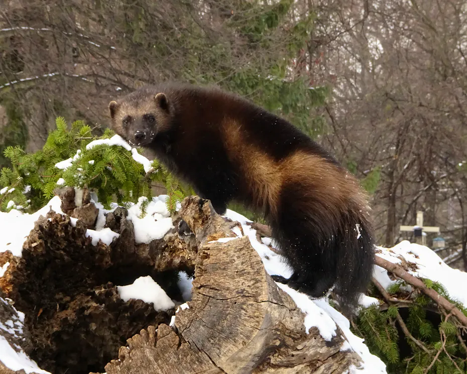 Why Wolverines Are the Most Fearless Animal (And Why They're Coming ...