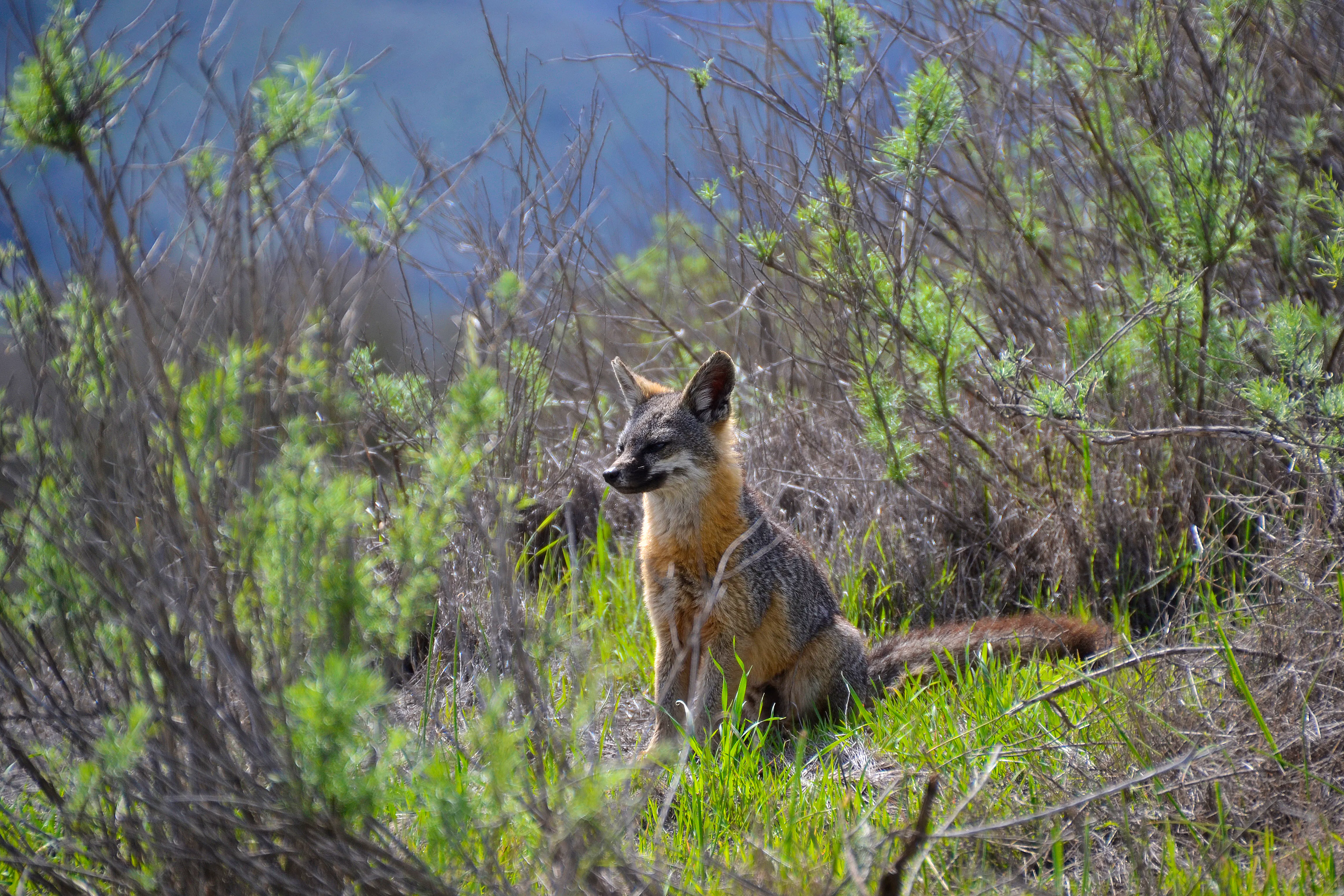 Facts About Foxes: Meet the Endangered Sierra Nevada Red Fox ...