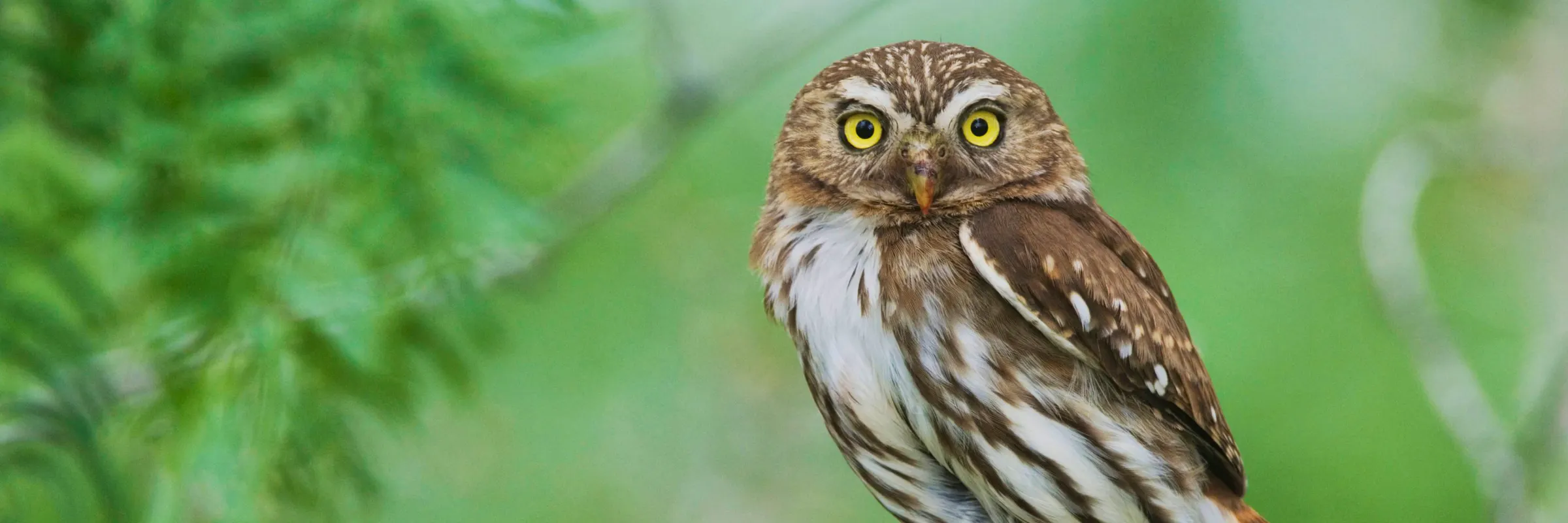 5 Ways Climate Change Affects Animals and How We Can Stop It ...