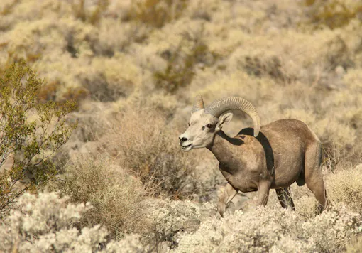 Did Ewe Know? Remarkable Facts About North America’s Wild Ram Animal ...