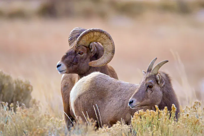 Did Ewe Know? Remarkable Facts About North America’s Wild Ram Animal ...