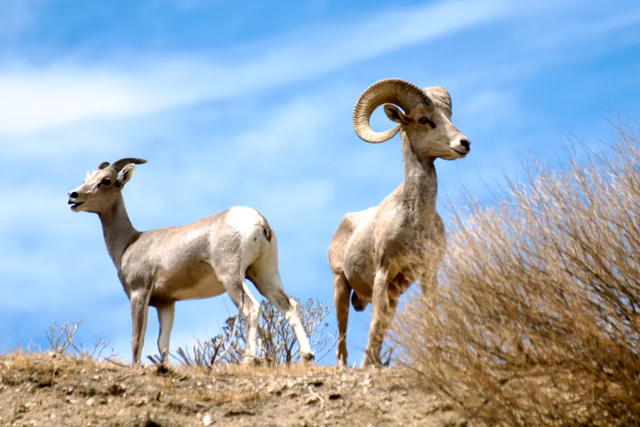 Did Ewe Know? Remarkable Facts About North America’s Wild Ram Animal ...