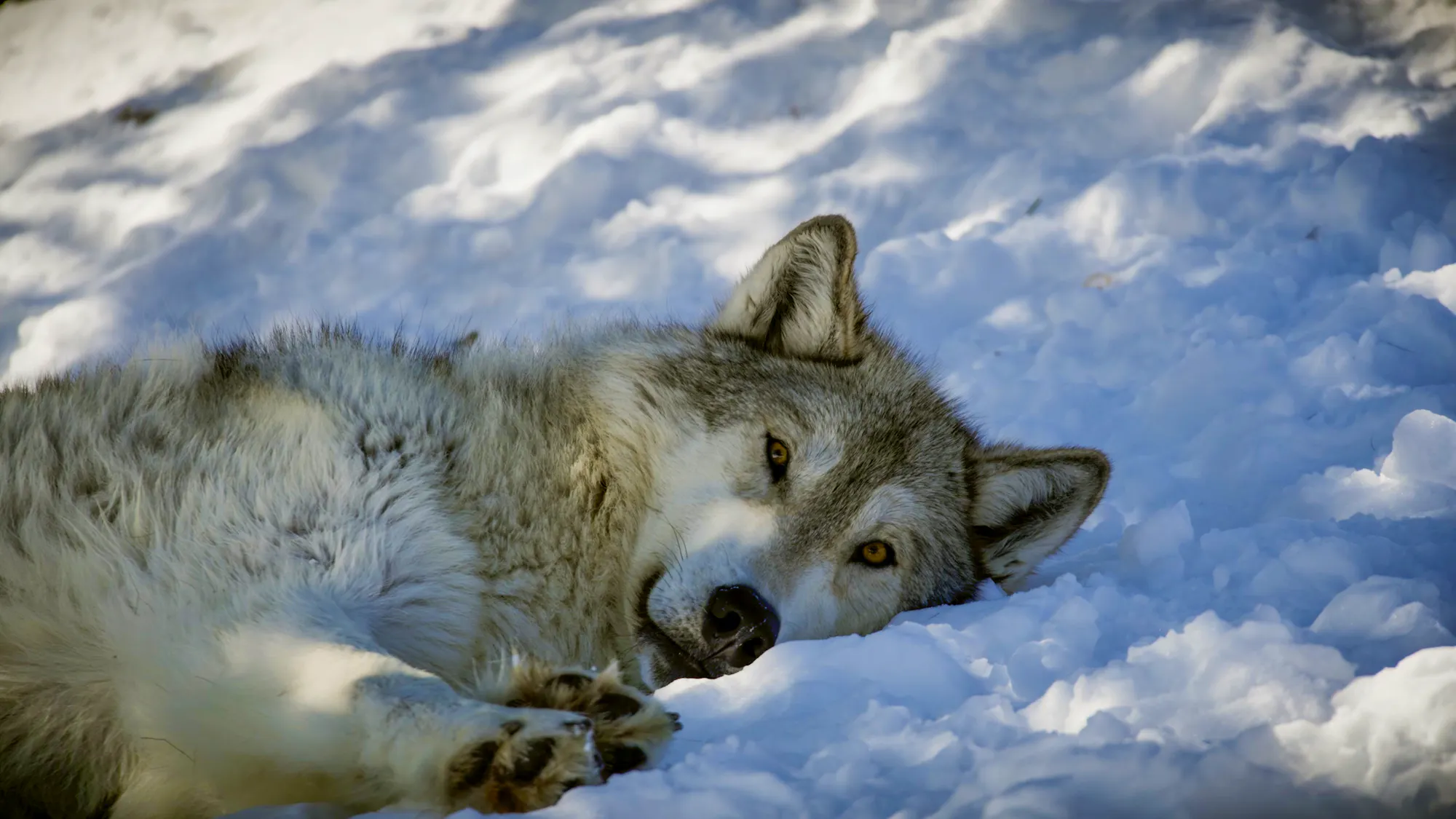 Defenders Backs Colorado, Calls on Federal Government to Push Onward ...