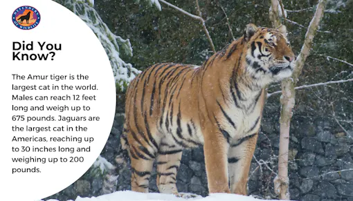 Wildlife Around the World and Their American Relatives | Defenders of ...