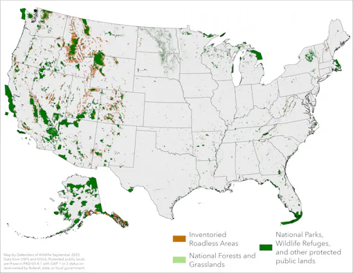 The Roadless Rule | Defenders of Wildlife