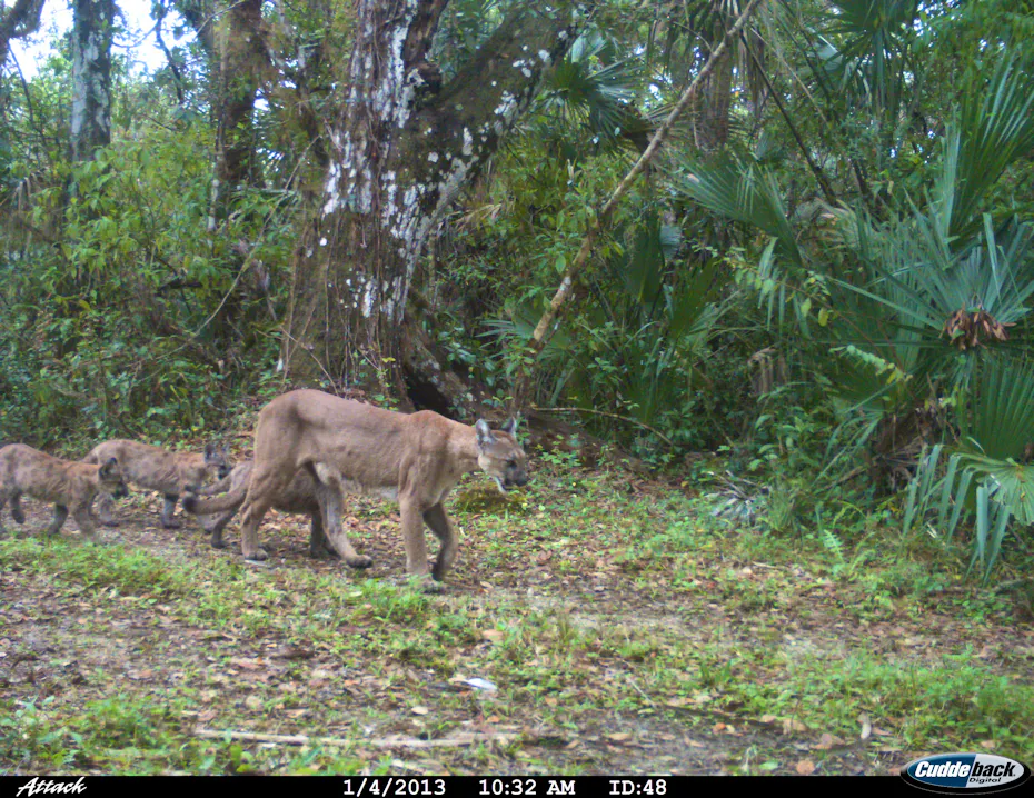 Five Fun Facts About Florida Panthers | Defenders of Wildlife