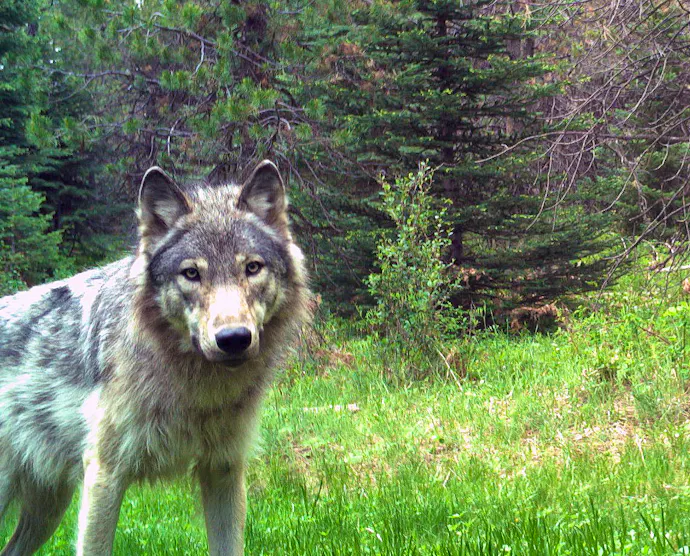 The Present and Future of Wolves in the Northwest | Defenders of Wildlife