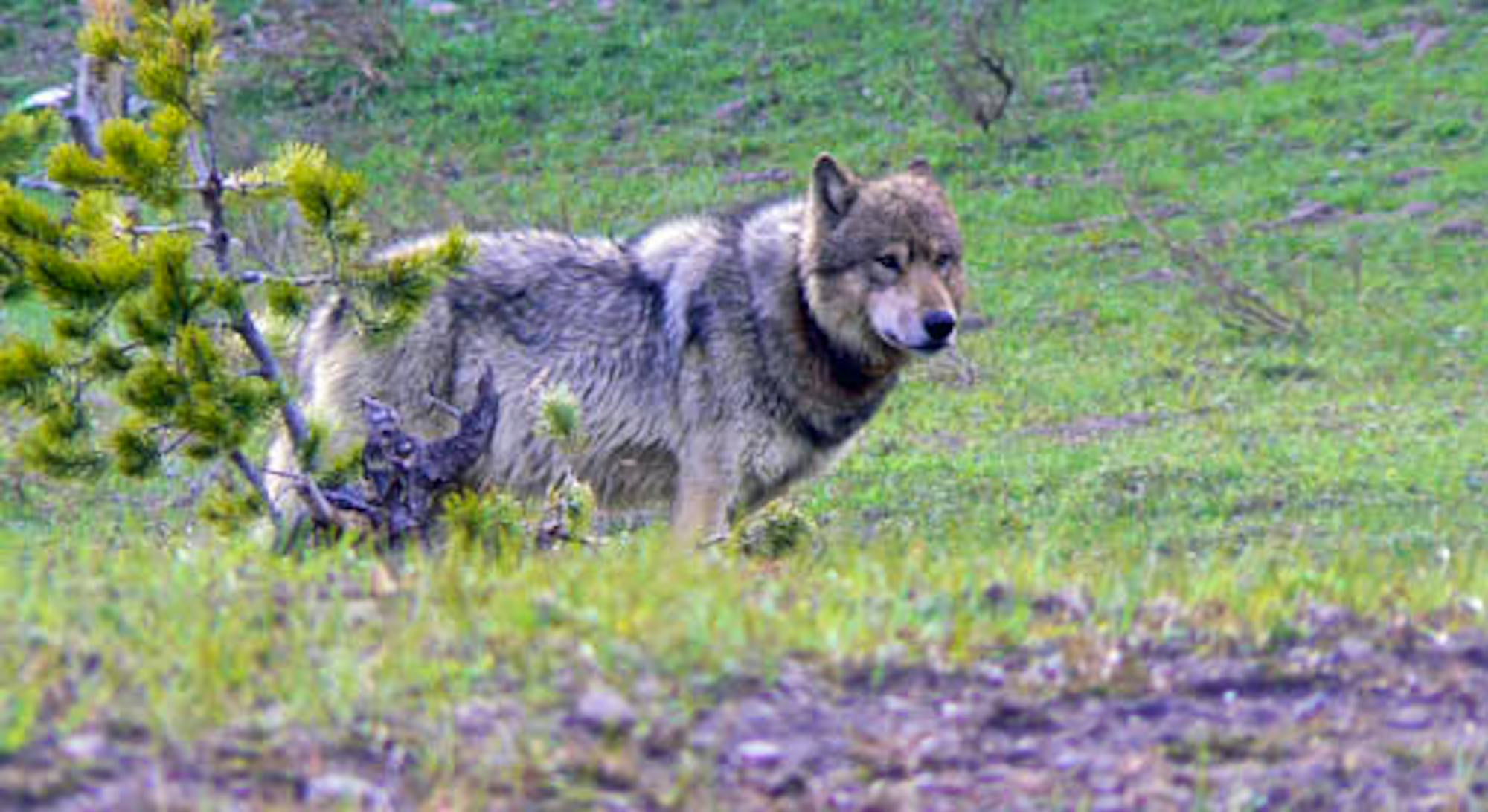 Defenders Wolf Experts | Defenders of Wildlife