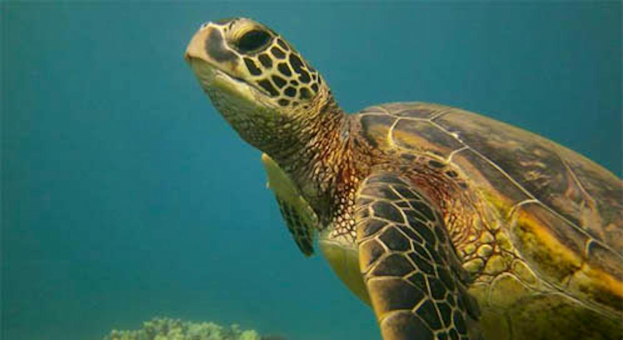 Quick Guide to the Sea Turtles of Mexico (in English & Spanish ...