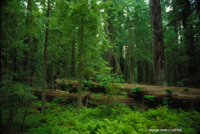 What Is Habitat Restoration and Why is It Important? | Defenders of ...