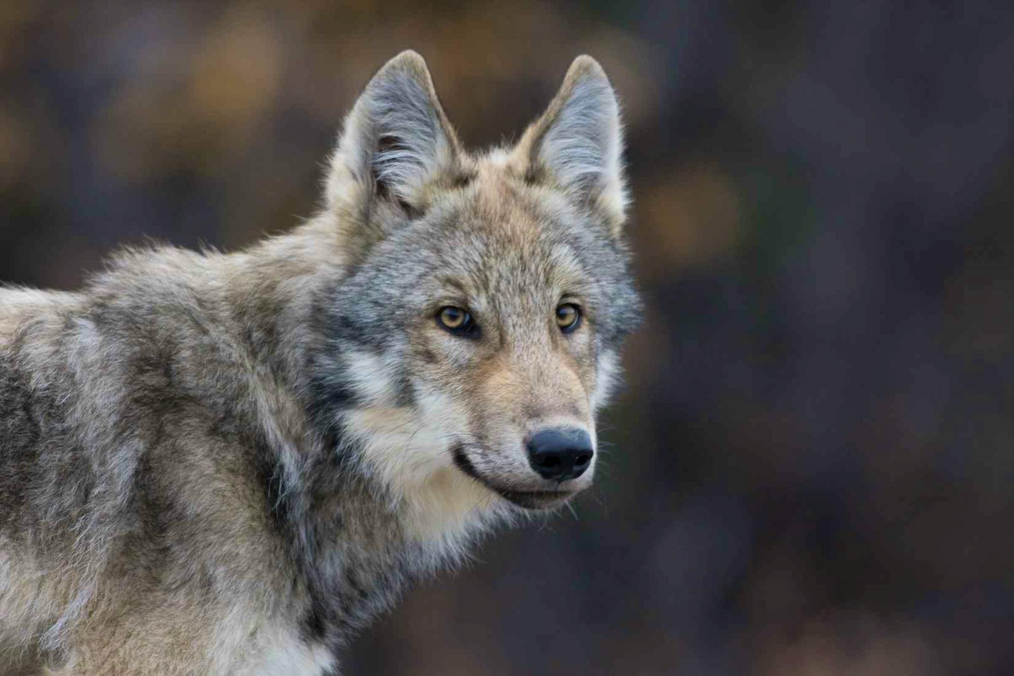 Groovy Gray Wolf Infographic | Defenders of Wildlife