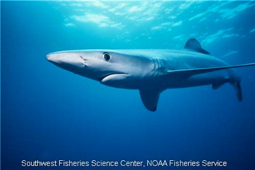 Sharks – the Wolves of the Sea | Defenders of Wildlife