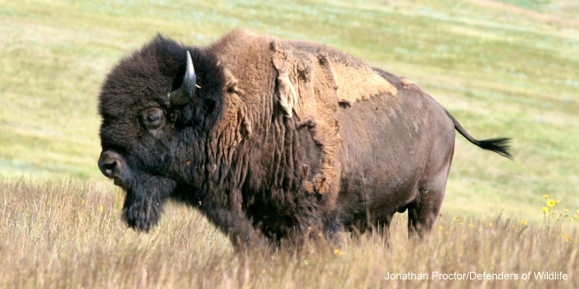 Devastating Fire at Fort Peck Leaves 10 Bison Dead | Defenders of Wildlife