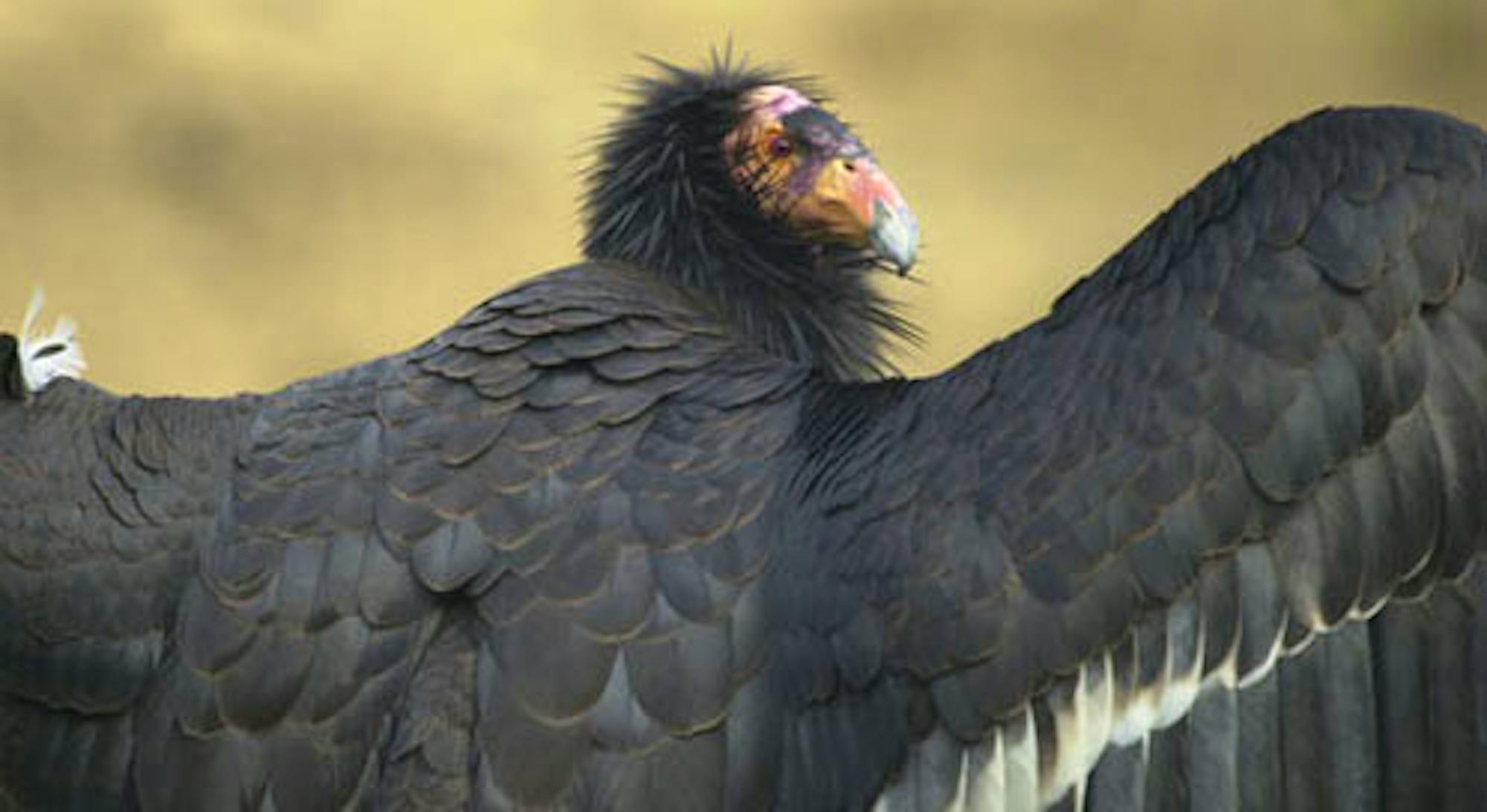 Little Things Can Make a Big Difference for Condor Conservation ...