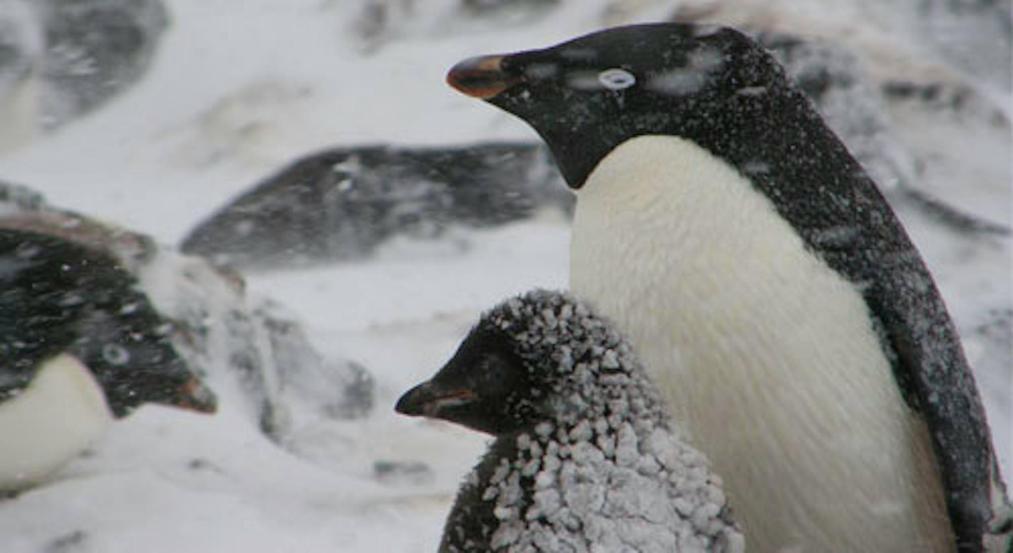 What Are the Penguins Telling Us? | Defenders of Wildlife