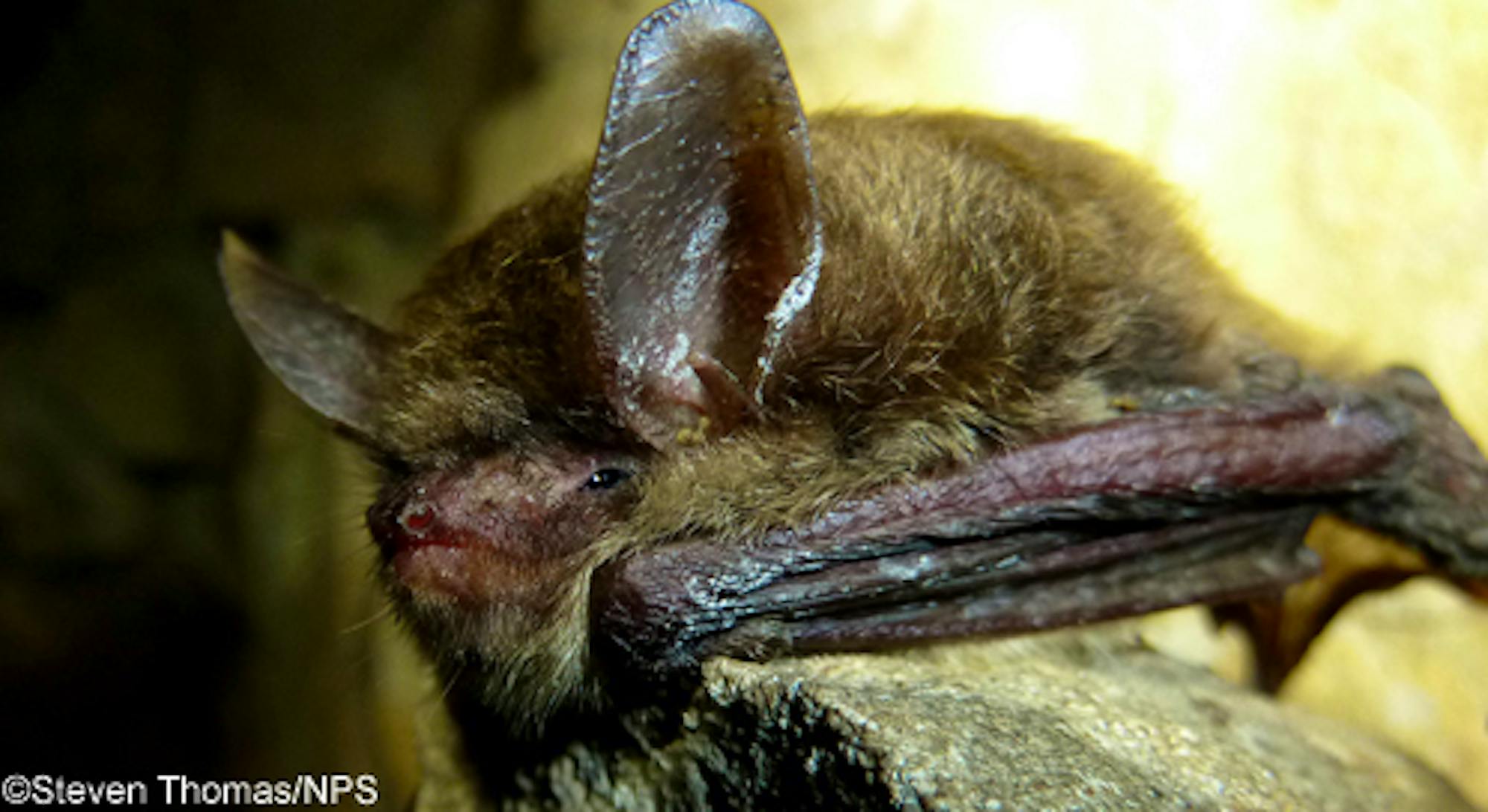 Swing and a Miss on Bats | Defenders of Wildlife